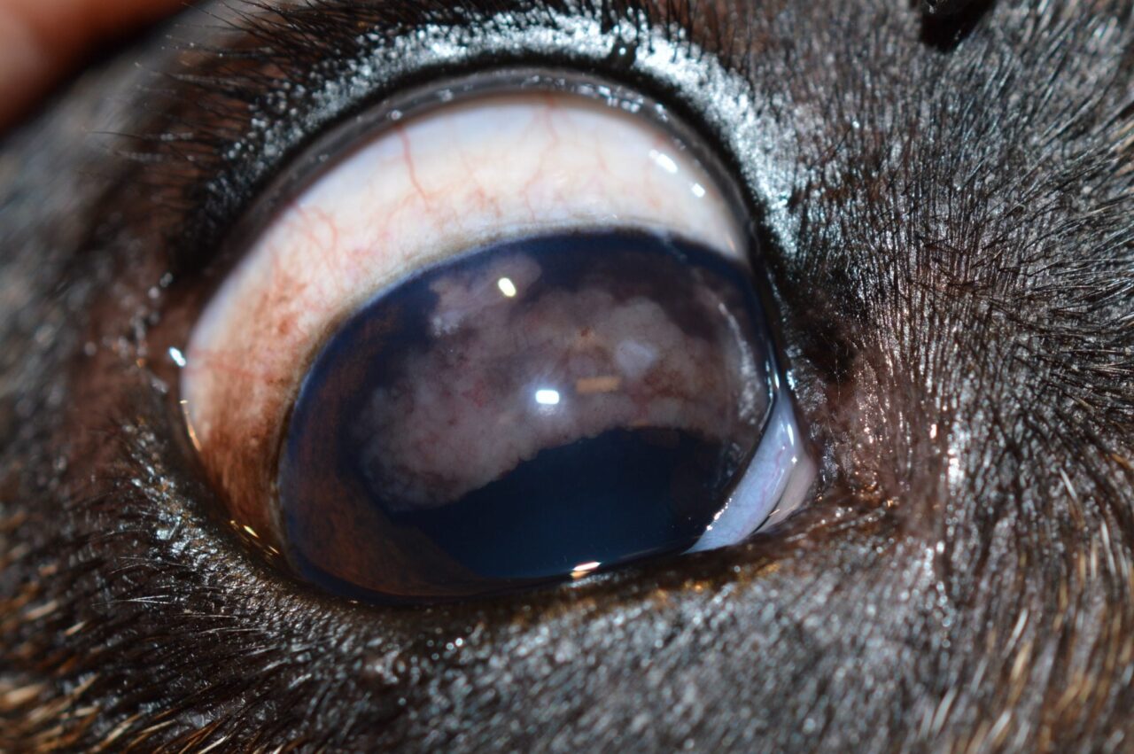 Pet Intraocular Tumors In Katy, TX 77450 | Animal Eye Medical ...