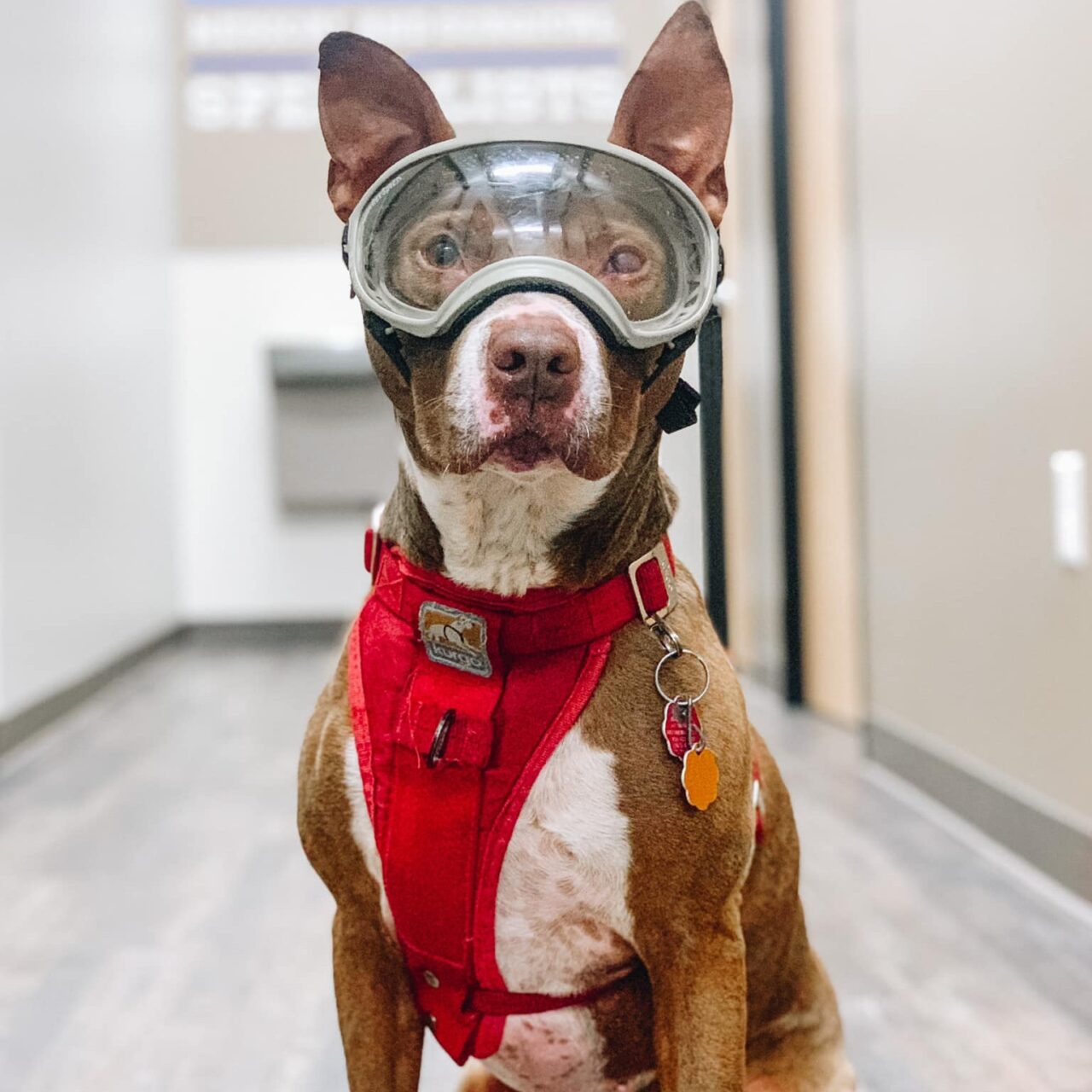 Pet Retinal Hemorrhage In Katy, TX 77450 | Animal Eye Medical ...